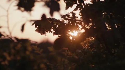 Autumn evening sun light tree canopy gol... | Stock Video | Pond5