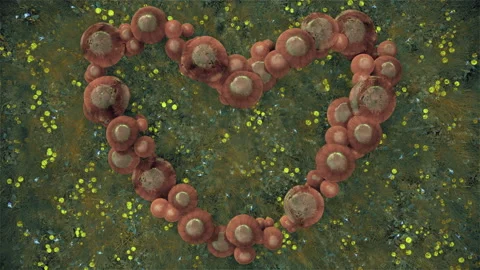 Love Forest Background Stock Videos – Royalty-Free HD & 4K Videos