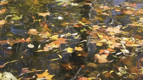 Floating Fall Stock Video Footage | Royalty Free Floating Fall Videos ...