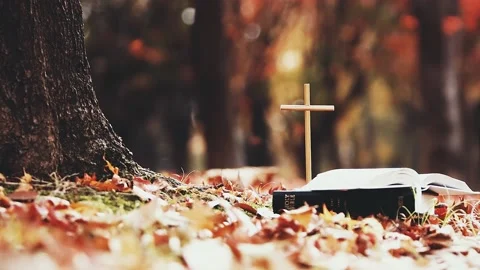 Autumn forest with falling leaves The cr... | Stock Video | Pond5