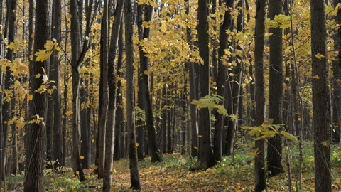 Autumn Forest in a Windy Day, Fall of th... | Stock Video | Pond5