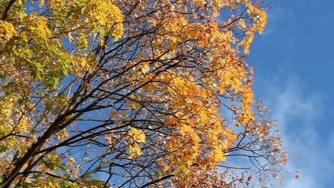 Golden Background Landscape Stock Videos – Royalty-Free HD & 4K Videos