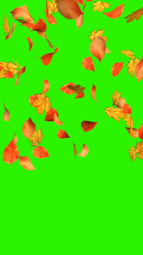 Leaves Falling Green Screen Stock Video Footage | Royalty Free Leaves ...