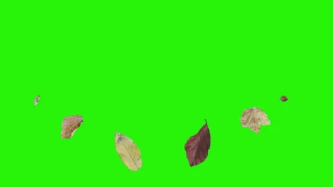 Autumn leaves design elements animation ... | Stock Video | Pond5