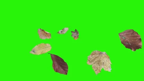 Autumn leaves design elements animation ... | Stock Video | Pond5