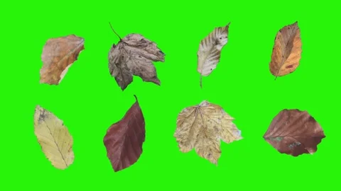 Autumn leaves design elements animation ... | Stock Video | Pond5