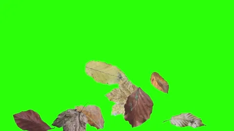 Autumn leaves design elements animation ... | Stock Video | Pond5