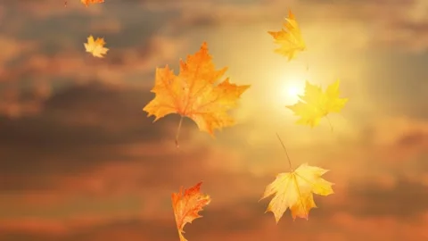 Autumn leaves fall at sunset loop | Stock Video | Pond5