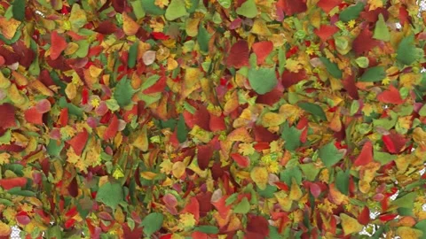 Fall Leaves Transition Stock Videos – Royalty-Free HD & 4K Videos | Pond5