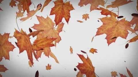 Autumn leaves falling animation with tra... | Stock Video | Pond5