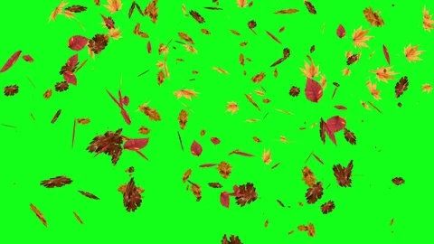 Autumn leaves falling on green screen, c... | Stock Video | Pond5