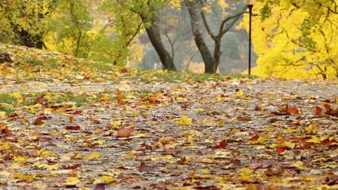 Autumn leaves falling to ground on park ... | Stock Video | Pond5