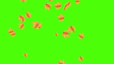 Autumn leaves falling loop, green screen... | Stock Video | Pond5