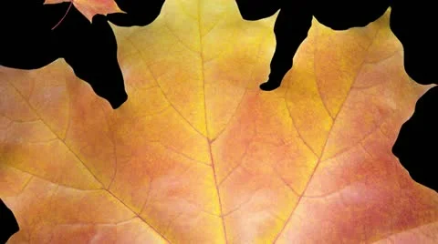 Autumn Leaves Falling Transition HD | Stock Video | Pond5