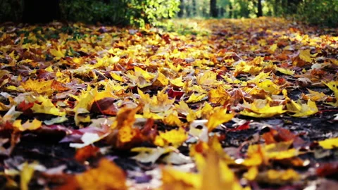 Sun Light Fall Stock Videos – Royalty-Free HD & 4K Videos | Pond5