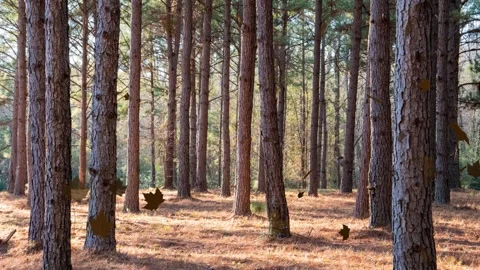 Autumn Leaves Loops Overlay AEP ~ After Effects #283790432