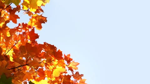 Beauty Park Flash Stock Footage ~ Royalty Free Stock Videos | Pond5