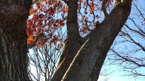 Oak Tree Blowing In Wind Stock Video Footage | Royalty Free Oak Tree ...