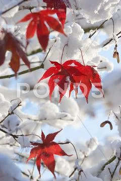 Autumn-Leaves In Snow, Japanese Maple Or Smooth Japanese Maple (Acer ...