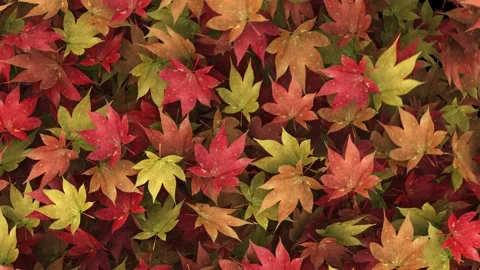Autumn Leaves Transition is an autumn le... | Stock Video | Pond5