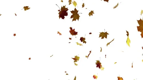 Autumn maple Leaf leaves falling. Anima... | Stock Video | Pond5