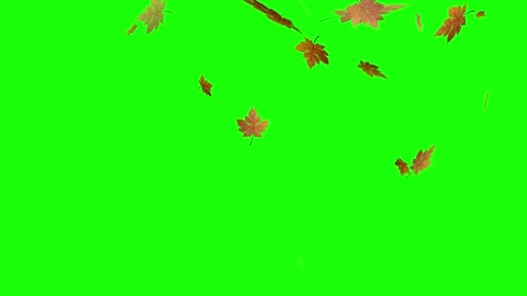 Falling Leaves Animation Stock Footage ~ Royalty Free Stock Videos | Pond5