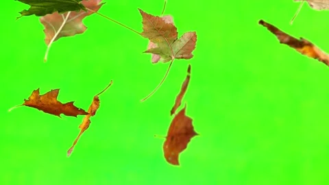 Falling Maple Leaves Stock Video Footage | Royalty Free Falling Maple ...