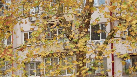 Autumn Maple Tree Leaves in Front of Bea... | Stock Video | Pond5