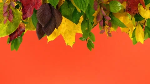 Autumn Minimal Background Stock Videos – Royalty-Free HD & 4K Videos