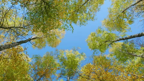 Forest Theme Background Stock Videos – Royalty-Free HD & 4K Videos