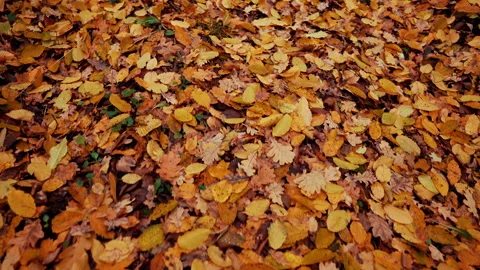 Autumn nature in the forest. Camera movi... | Stock Video | Pond5