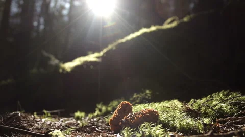 Autumn Pine Cone Falling From A Pine Tre... | Stock Video | Pond5