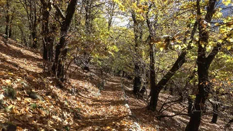 Autumn season in the forest around Prim... | Stock Video | Pond5
