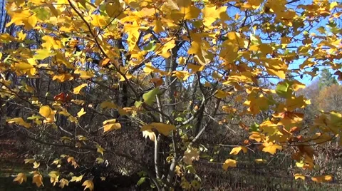 autumn tree leaves on sky and pile of ra... | Stock Video | Pond5
