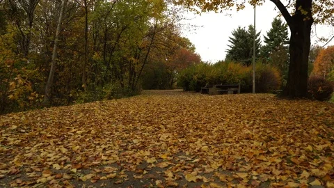 Autumn trees fall park landscape 4K | Stock Video | Pond5