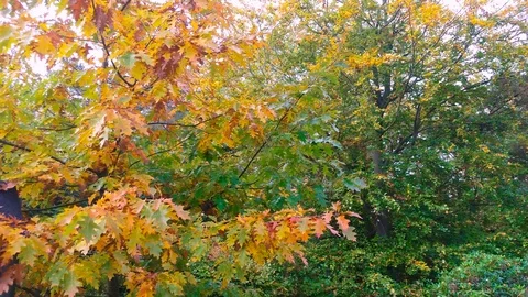 Autumn trees, forests and foliage. Decid... | Stock Video | Pond5