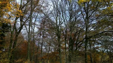 Autumn trees with sky on the background | Stock Video | Pond5