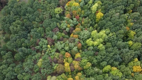 Woodz Wallpaper Stock Videos – Royalty-Free HD & 4K Videos | Pond5