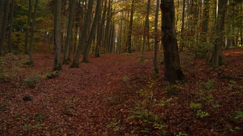 Sunshine Forest Animals Stock Videos – Royalty-Free HD & 4K Videos | Pond5