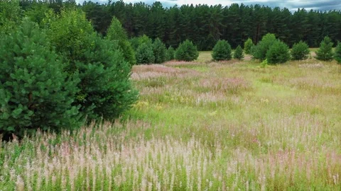 Whispers Shots Stock Videos – Royalty-Free HD & 4K Videos