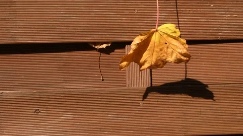 autumnal painted leaf dancing in the win... | Stock Video | Pond5