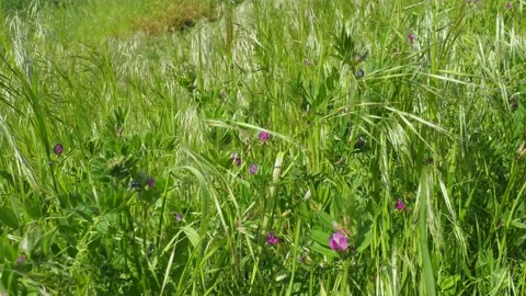 Avena sterilis, animated oat, sterile oa... | Stock Video | Pond5