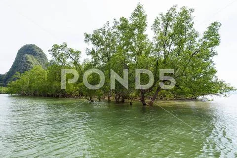 Avicennia officinalis is a species of mangrove Avicennia officinalis is ...