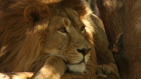 Awakening of a lion with sunshine spots ... | Stock Video | Pond5