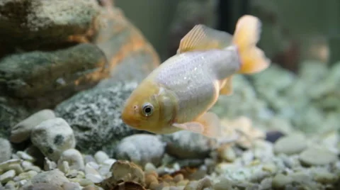 Award Winning Homes Stock Videos – Royalty-Free HD & 4K Videos | Pond5