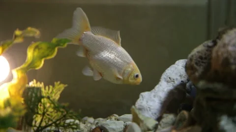 Award Winning Homes Stock Videos – Royalty-Free HD & 4K Videos | Pond5