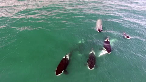 Killing Animals Video Stock Videos – Royalty-Free HD & 4K Videos | Pond5