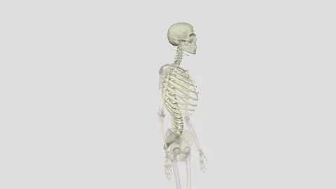 Axial skeleton is made up of the 80 bone... | Stock Video | Pond5