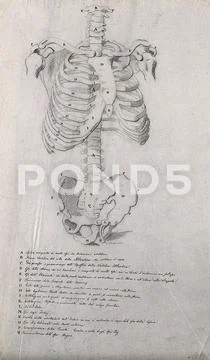 Axial skeleton, showing the bones of the torso and pelvis. Pencil ...