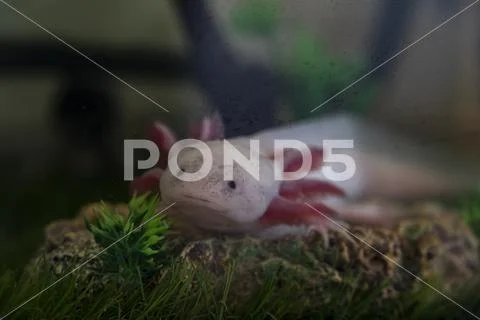 Axolotl Ambystoma mexicanum walking on a grass in aquarium. Amphibian ...
